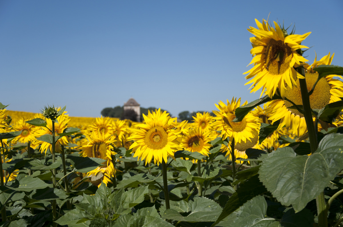 Tourisme - Communauté de Communes Lomagne Tarn et Garonnaise